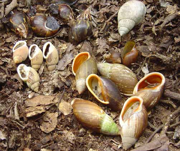 Zerena and the Bulime Snails | Contact Yachts